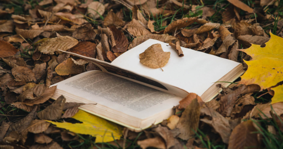 How to Write an Opinion Essay: Examples, Structure, & Tips