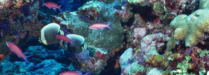 Coral Reef Essay: Descriptive Writing How-to Guide